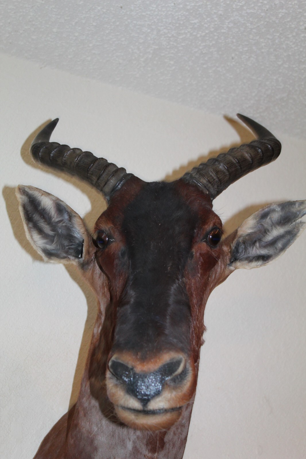 Taxidermy Tsessebe Head Shoulder Mount Africa Safari Hunt Whitetail ...