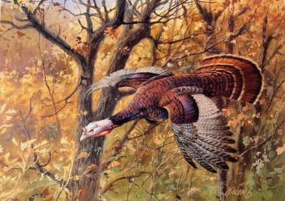 Jim Killen A/P Turkey Print Target 2000-Eastern Wild Turkey Federation ...