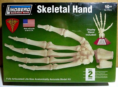 Lindberg Skeletal Hand Full size. | eBay