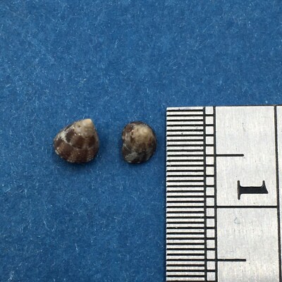 Gibbula capensis Set x2 4.2-5.5mm South Africa Trochidae | eBay