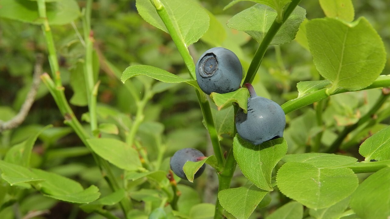 BILBERRY FRUIT. Great for tarts. Vaccinium Myrtillus. 50 seeds. | eBay UK