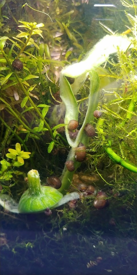 12+ algae eating Ramshorn fresh water aquatic snails. With free aquatic ...