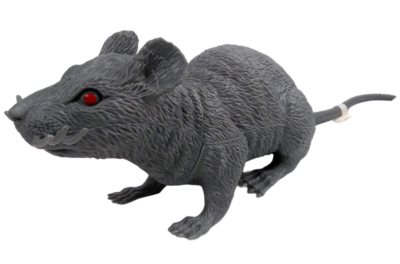 Gray Rodents