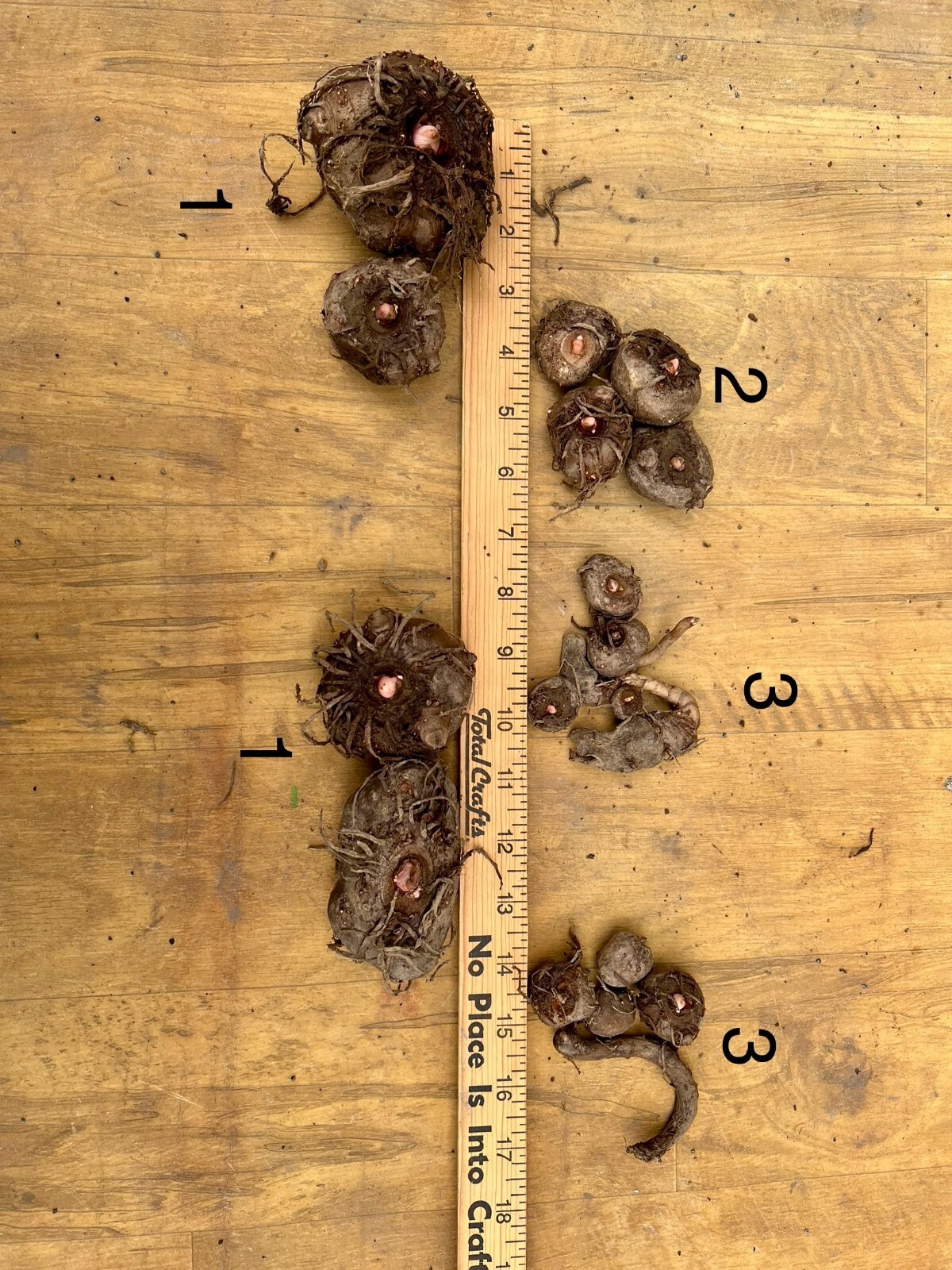 Amorphophallus konjac (Voodoo lily) 2-5 bulbs ( Tubers ) | eBay