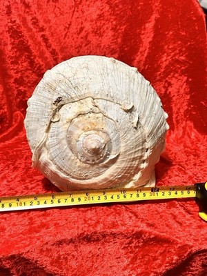 Queen Emperor Helmet Shell Large Seashell Natural Conch 12” Long 9 ...