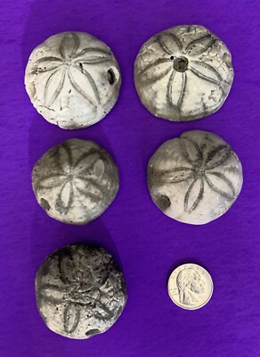 Fossilized Sea Biscuits, Holden Beach Fossil, Cretaceous Echinoid, Set ...