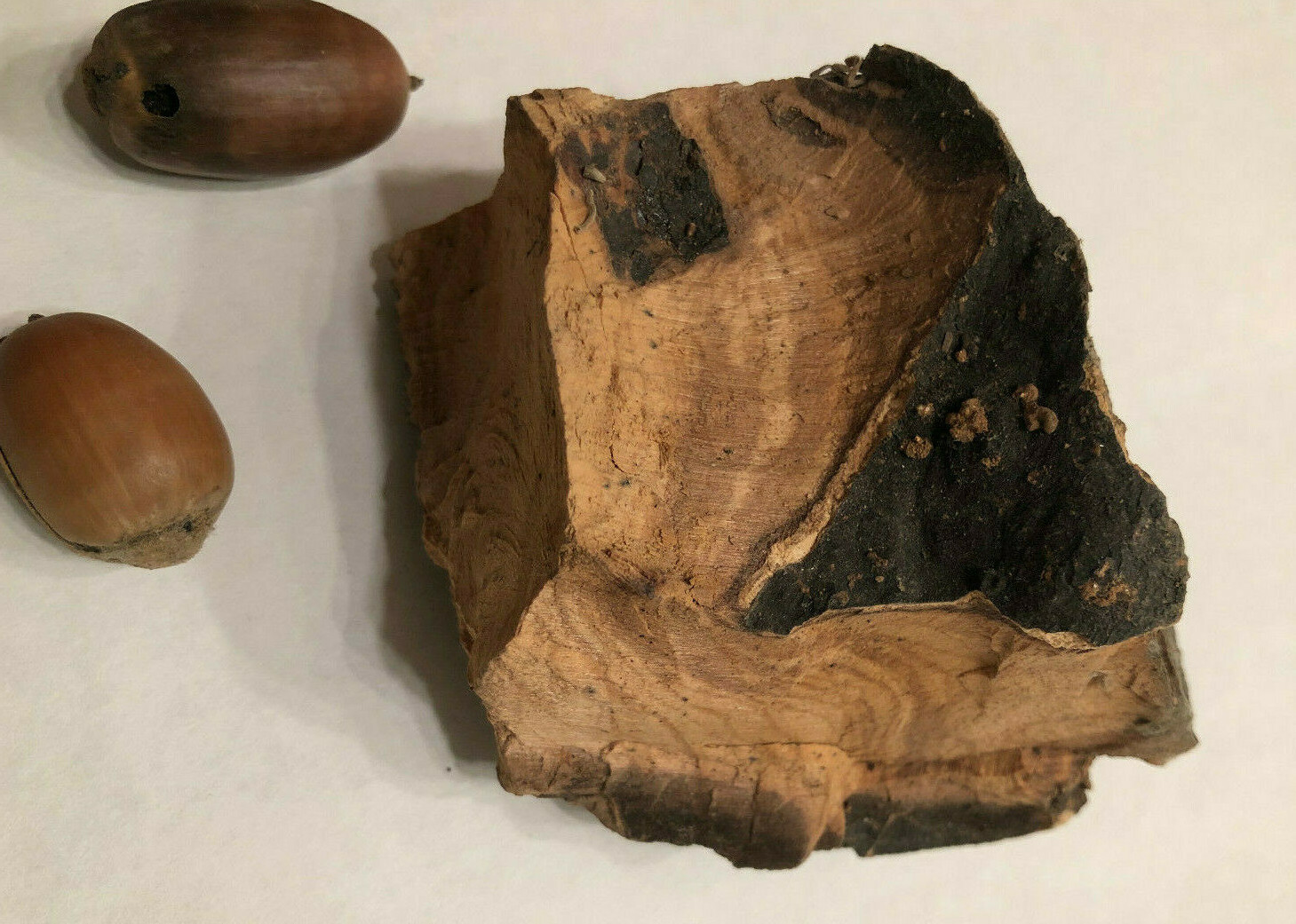 Abraham's Oak Bark Relic Tree of Mamre Acorns Hebron Ancient Holy Site ...