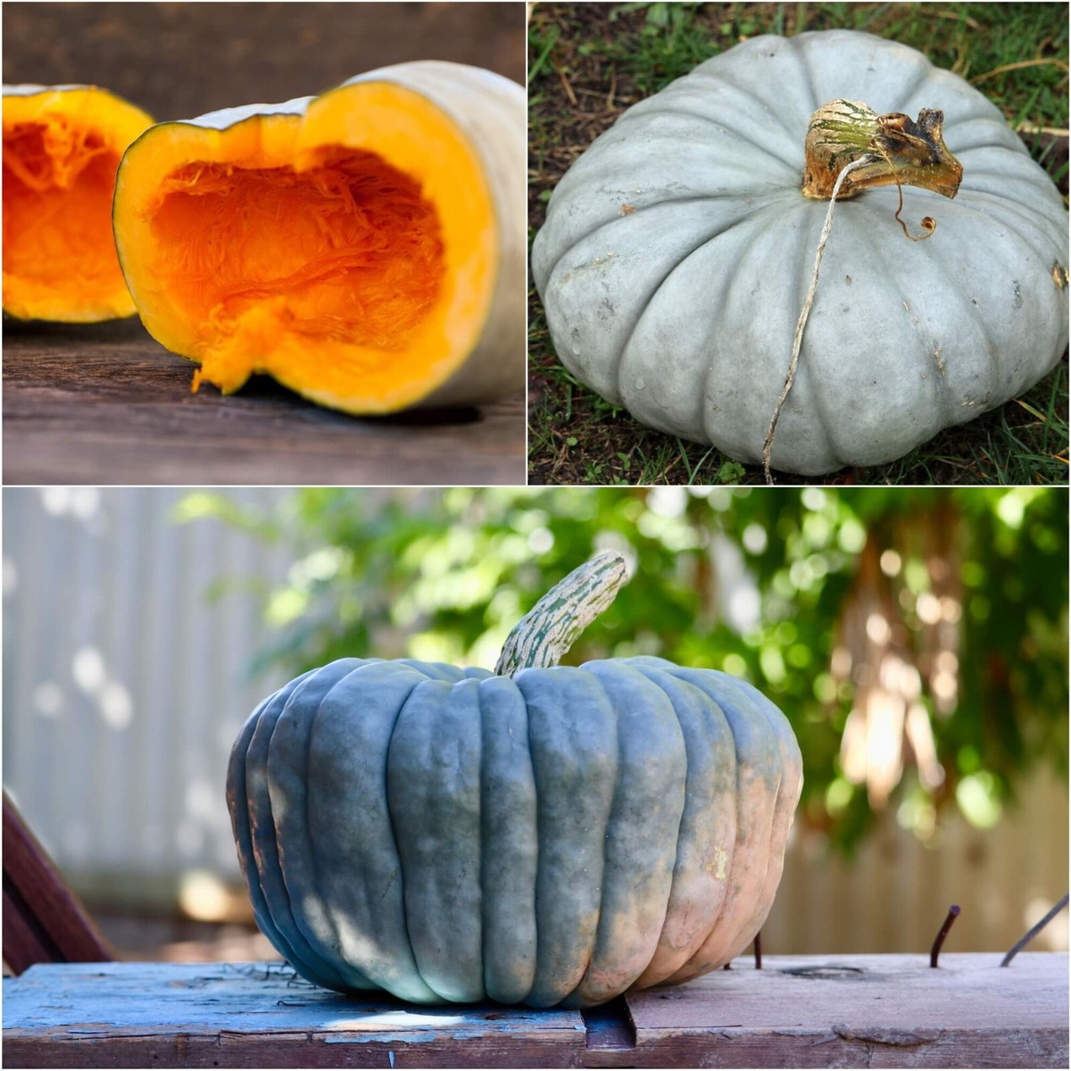 Heirloom Queensland Blue Pumpkin