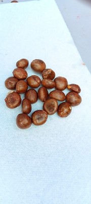 Pack of 20 Loquat seeds for planting. Tangy, sweet & delicious! | eBay