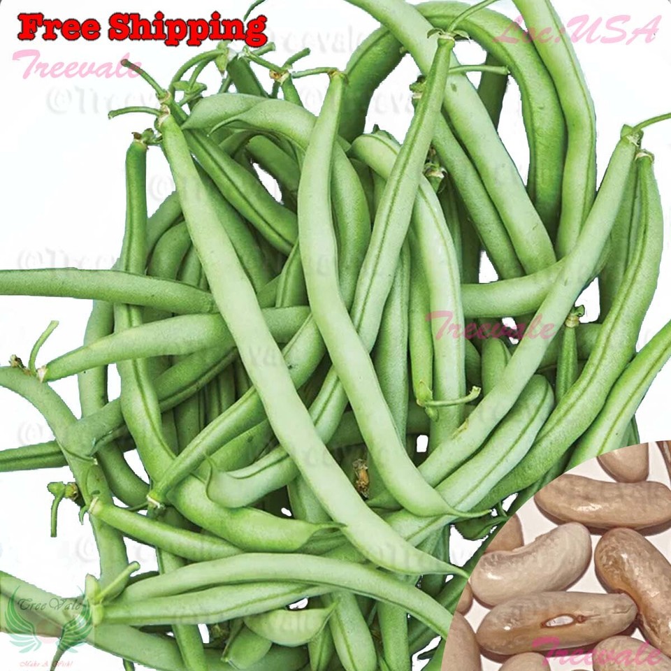 Contender Bush Bean SEEDS | Stringless, Early Contender, Green Bean ...