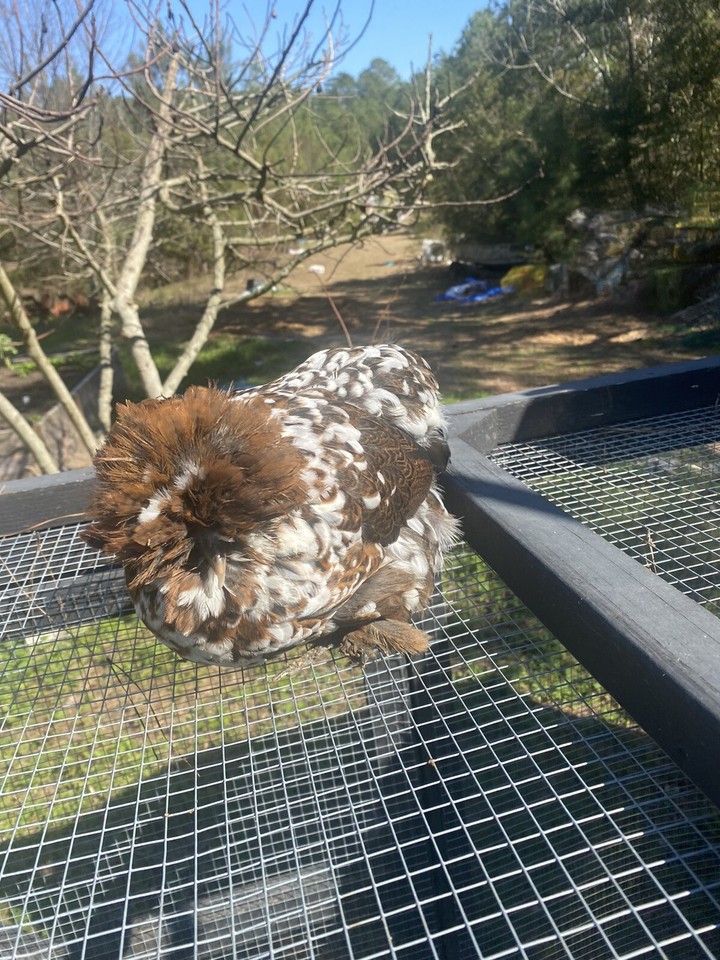 12+ Mille Fleur Satin Hatching Eggs NPIP & AI Clean | eBay