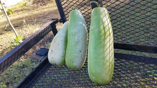 Long Upo Japanese Long gourd, Opo, Organic Upo 20 Upo Seeds,Heirloom ...