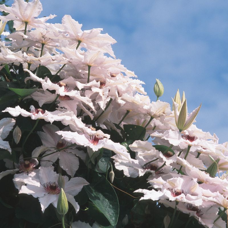 100 Clematis Seeds Clematis florida Garden Flowers | eBay