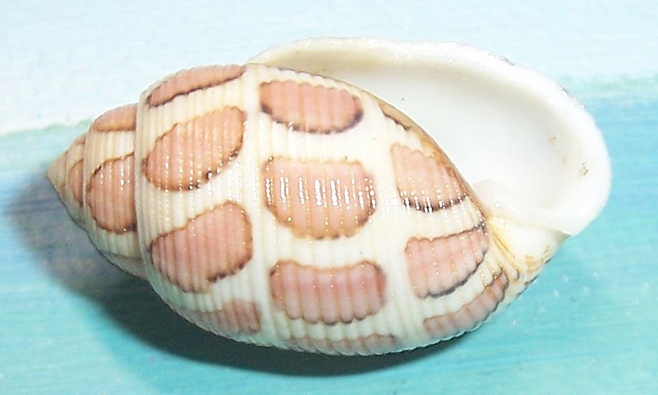 27.5mm Oman/Dr. Don Bosch Collected Punctacteon eloiseae ELOISE'S ...