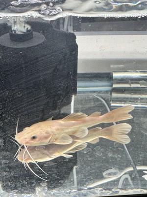 ONE PHANTOM REDTAIL CATFISH (Phractocephalus Hemioliopter) 4” Plus | eBay