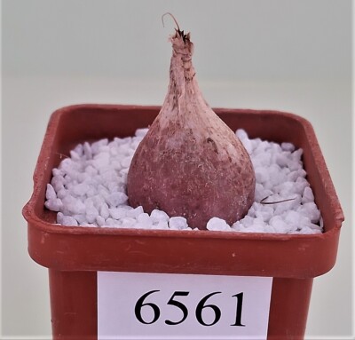 ORNITHOGALUM ssp. Namibia /6561/ D20mm grown from seeds | eBay