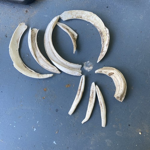 REAL WILD BOAR TUSKS - teeth, taxidermy | eBay