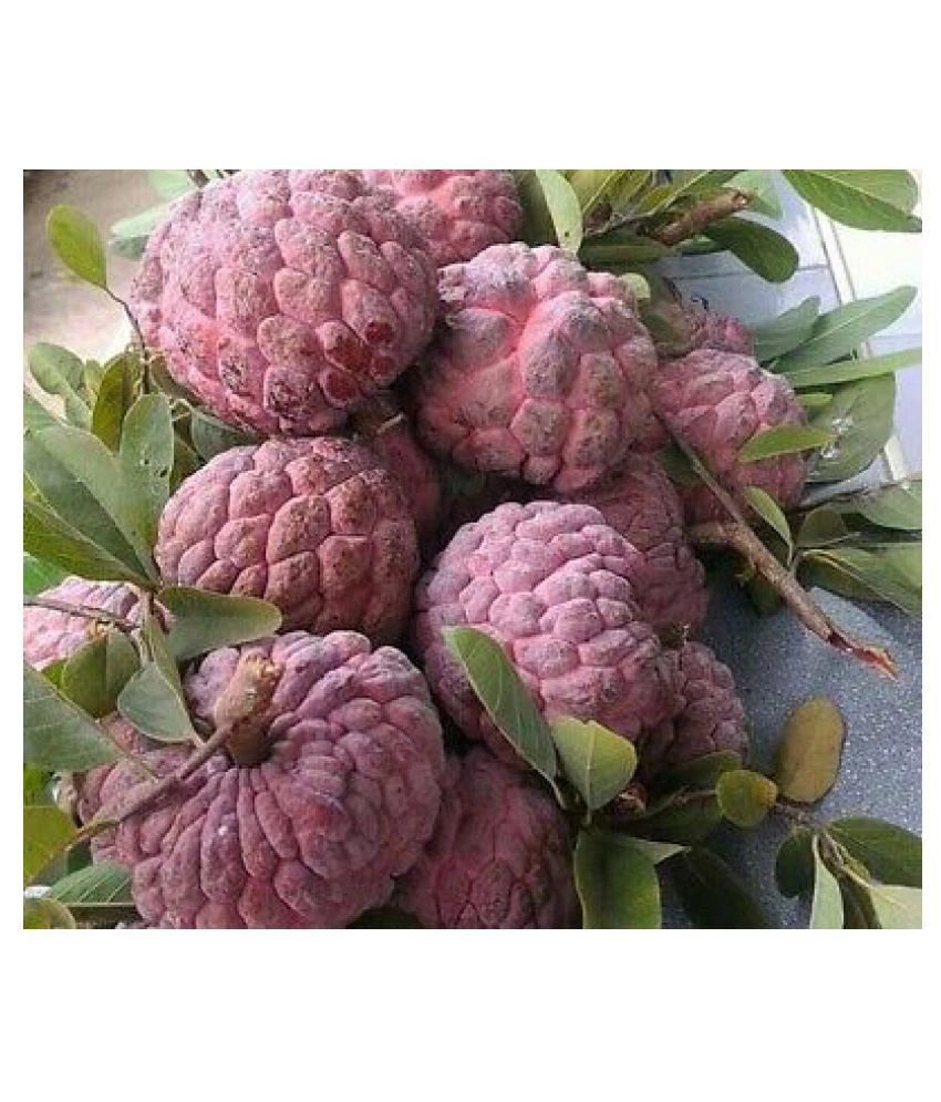 Annona Squamosa Fruit