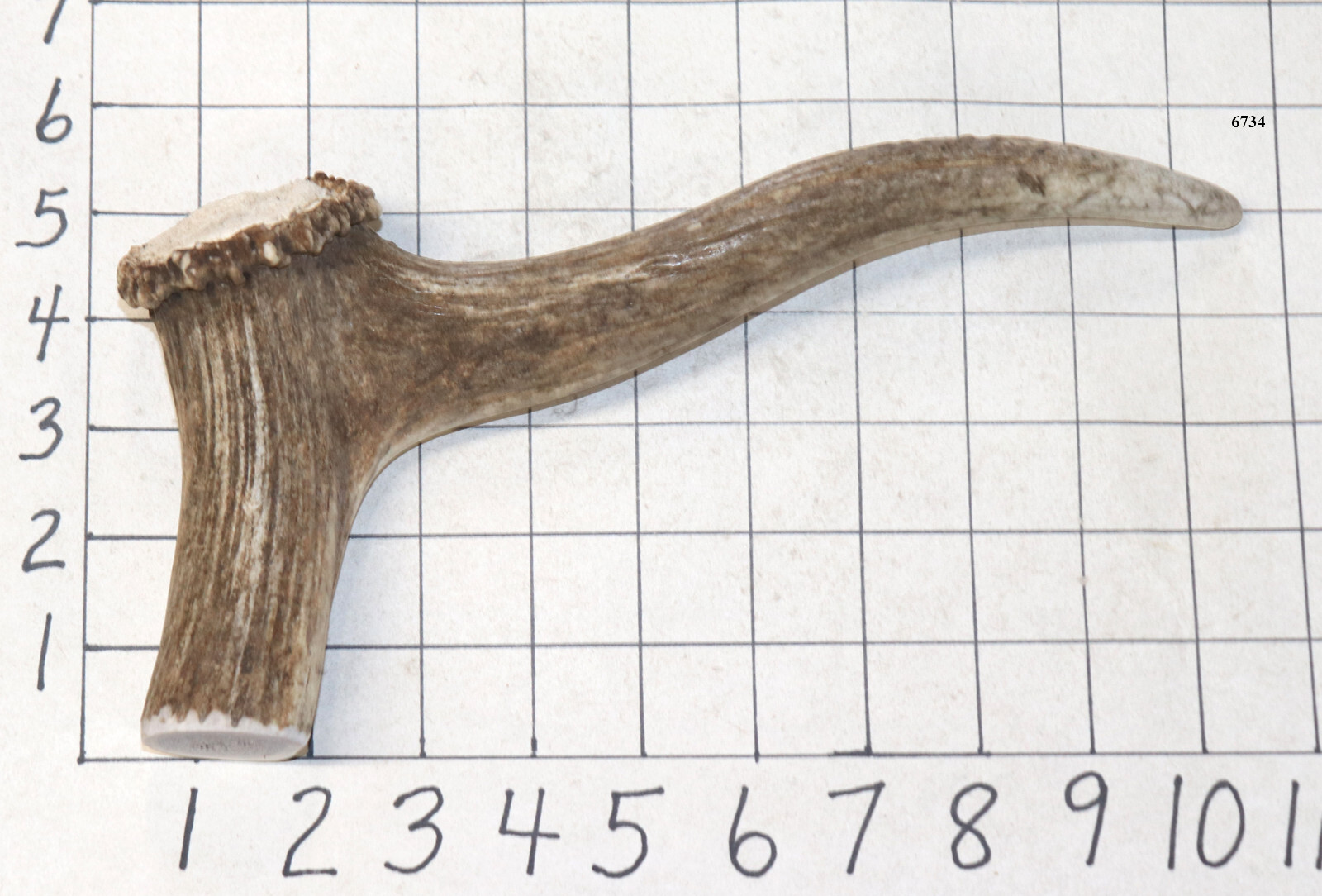 1 #1 Elk Antler Crown Walking Cane Top Handle Crafts Dog Chew Treat | eBay