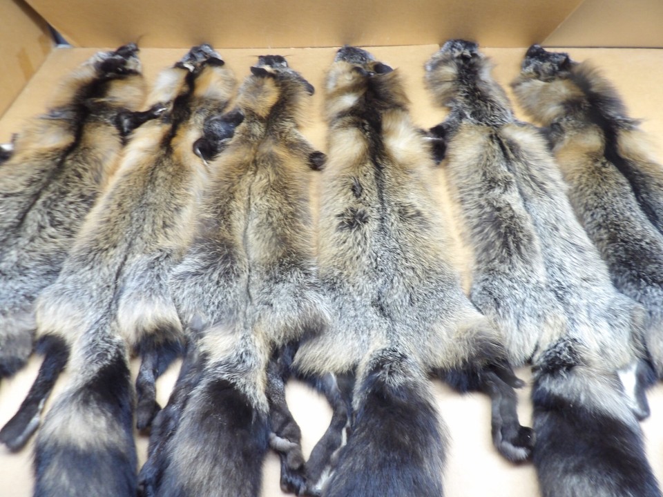 Tanned #1 Alaskan Cross Fox Hides Top Lot/Furs/Taxidermy/Crafts/Freshly ...