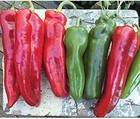 Giant Italian Roaster F1 Hybrid Sweet Pepper Seeds - Very Large Italian ...