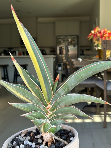 Sansevieria rorida slightly variegated LARGE ONE | eBay