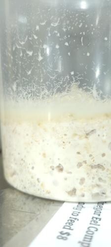 Mature Microworm Culture 32 oz Live Food for Fish | eBay