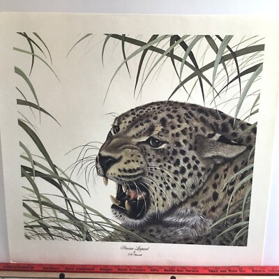 Imogene Farnsworth "PERSIAN LEOPARD" S/# Lithograph 1750 Edition 1981 ...