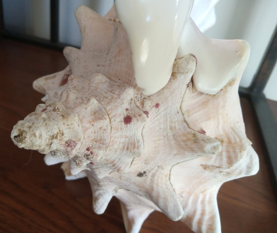 Large Queen Conch Natural Sea Shell 11” Old Fossil Nautical Beach Ocean ...