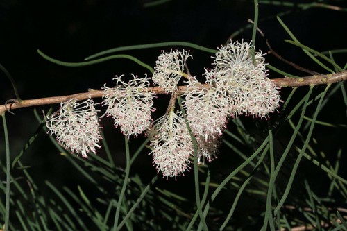 Hakea drupacea syn H. suaveolens - Sweet Hakea - 10 seeds | eBay