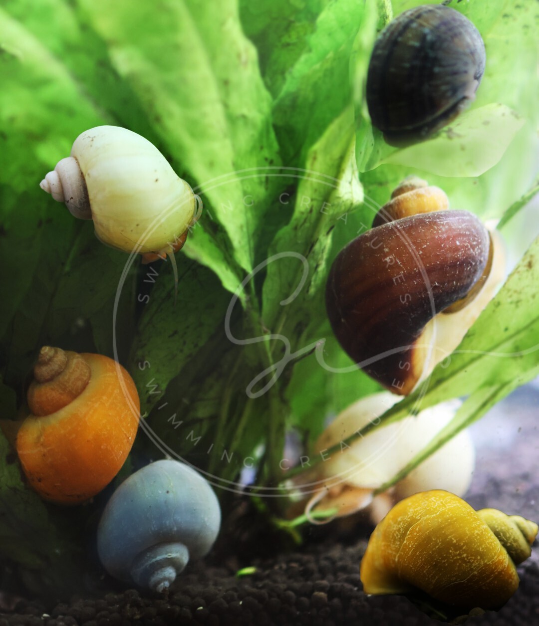 5 Mystery Snails Mixed Color (Pomacea Bridgesii) Live Freshwater Snail ...