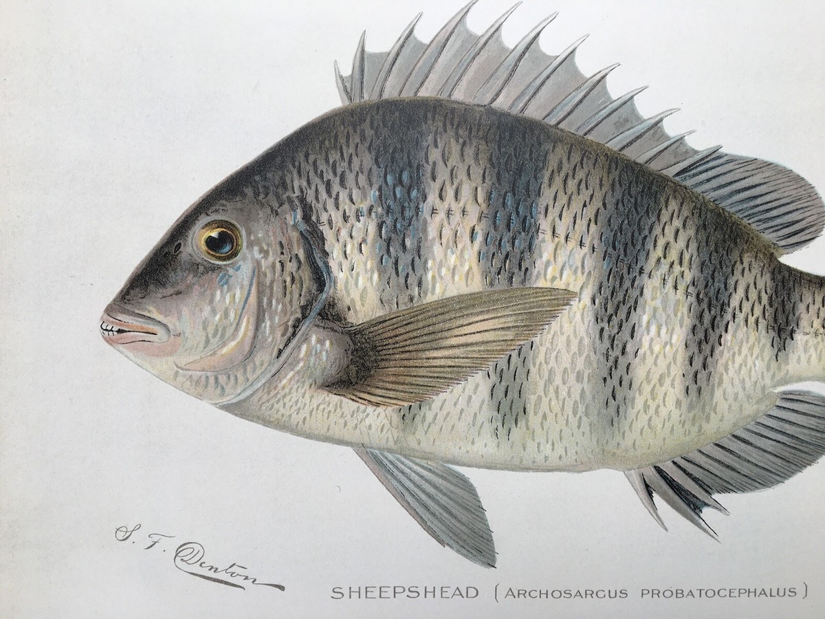 Sheepshead Fish Tattoos Dancing Juvenile Spotted Drum Done In Denver,