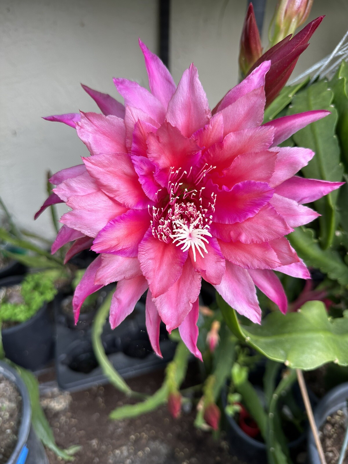EPIPHYLLUM ORCHID CACTUS 'Kiwi Contradiction' cutting 8"-10" Long | eBay