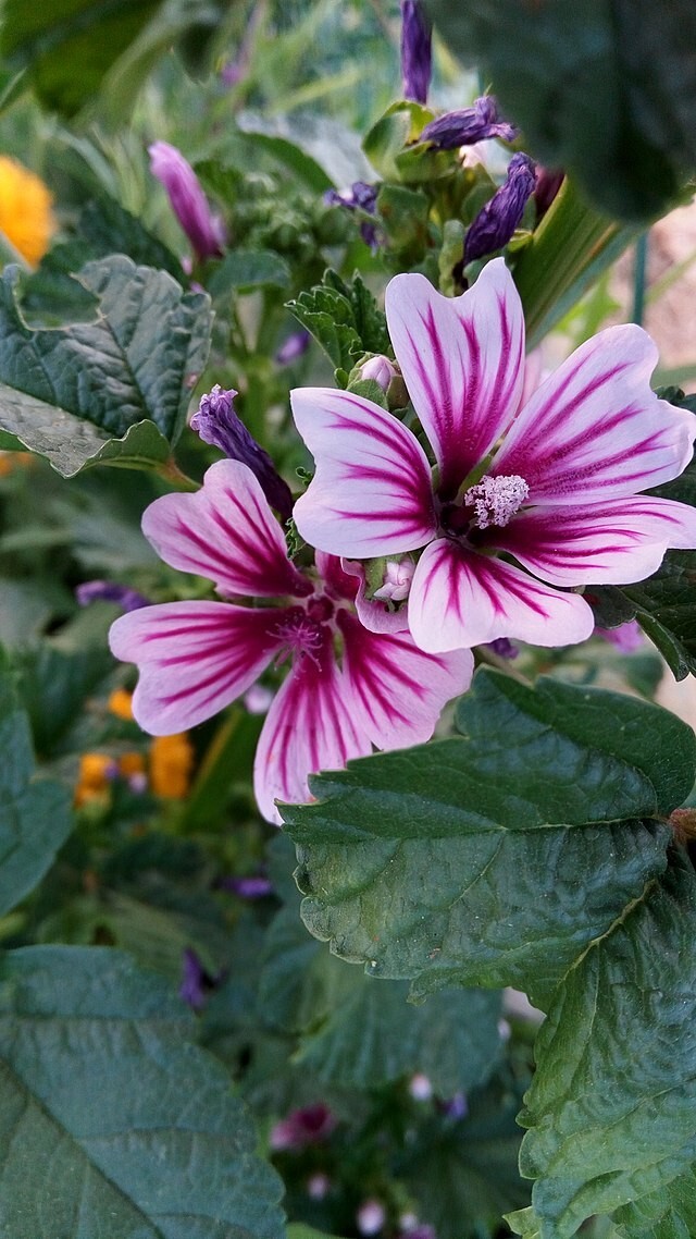 ZEBRA MALLOW 100 SEEDS, WHITE, ZEBRA STRIPED FLOWERS, HARDY, MALVA ...