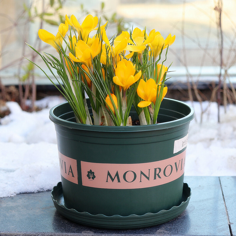 20 EXOTIC RARE CROCUS SEEDS for garden flower beds plant bush USA ...