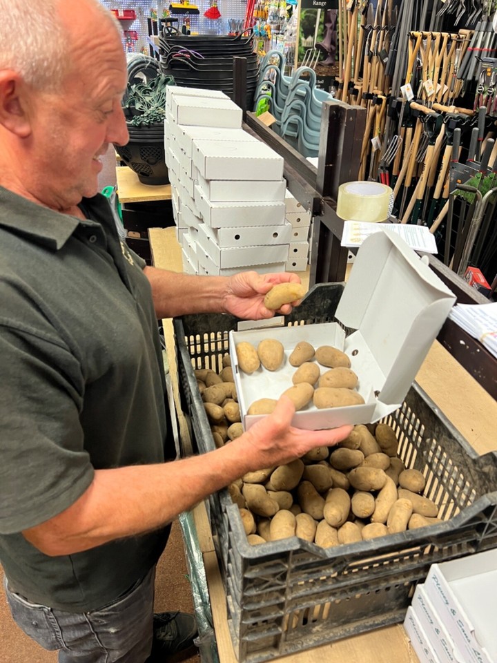 Maris Peer - Summer Planting / Christmas Seed Potatoes - 2025 Stock ...