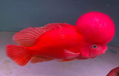 #1 Flowerhorn Super Red Monkey SRM Exotic Vip Monster Huge Kok High ...