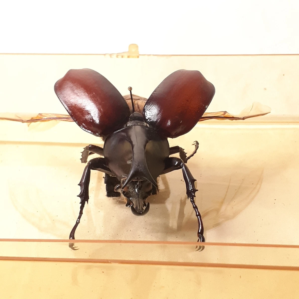 Rhino Beetle Wings
