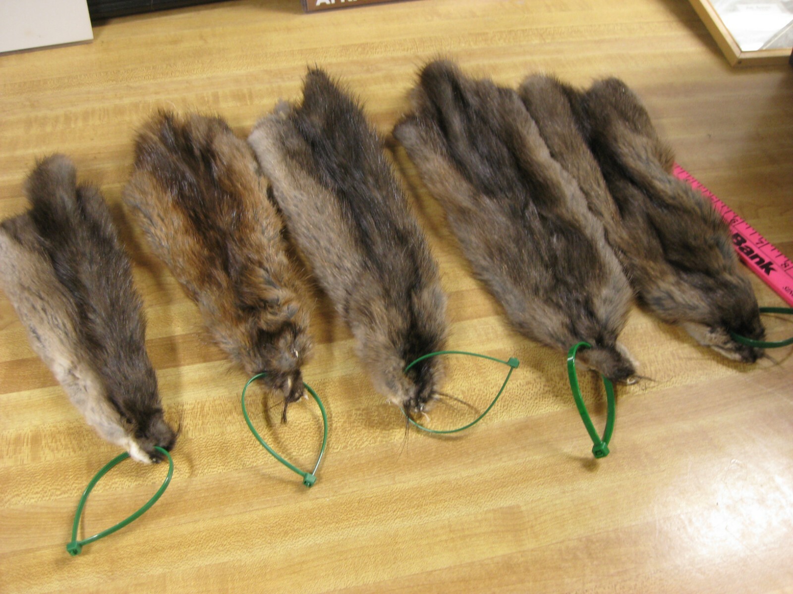 Tanned Muskrat Hide Small Size Ohio Fur Id Tag " Green " Muskrat | eBay