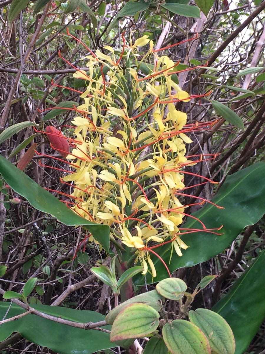 Yellow Hawaiian Ginger Plants Yellow Ginger Grows Wild Here. They're