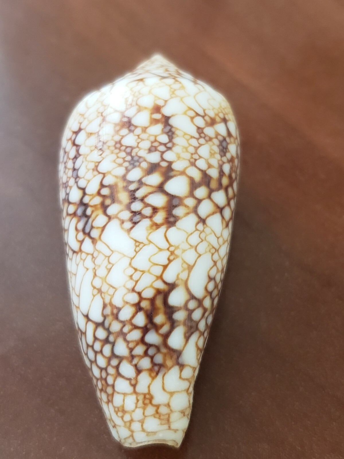 Conus Canonicus Condenus f.tigrinus 47.2mm collected live 1999 ⭐ | eBay