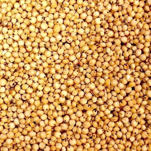 Green / Yellow Sorghum / Sorgum / Jowar / Juar Seeds Whole - High ...
