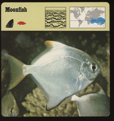 Moonfish Safari Cards Rencontre Fish | eBay