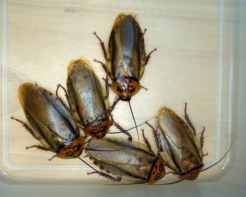 Feeder Insects Orange Head Roach Nymphs 100+ Count *Free Shipping* | eBay