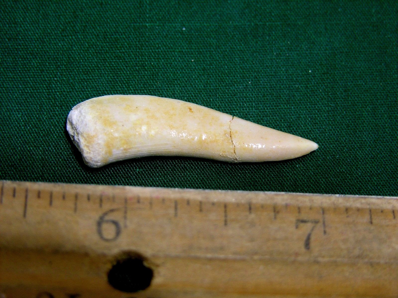 Saber tooth Herring fossil tooth Enchodus Cretaceous 1.25 inch E92 | eBay