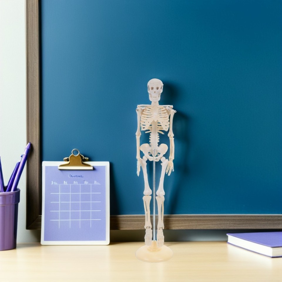 Anatomy Model for Kids | Human Body Structure Model with Movable Bones ...