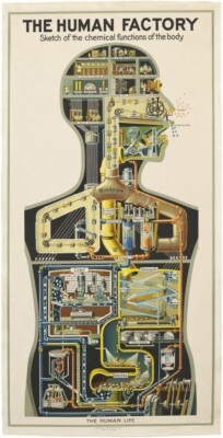 1931 The Human Factory Vintage Retro Industrial Anatomy Photo Poster 3 ...