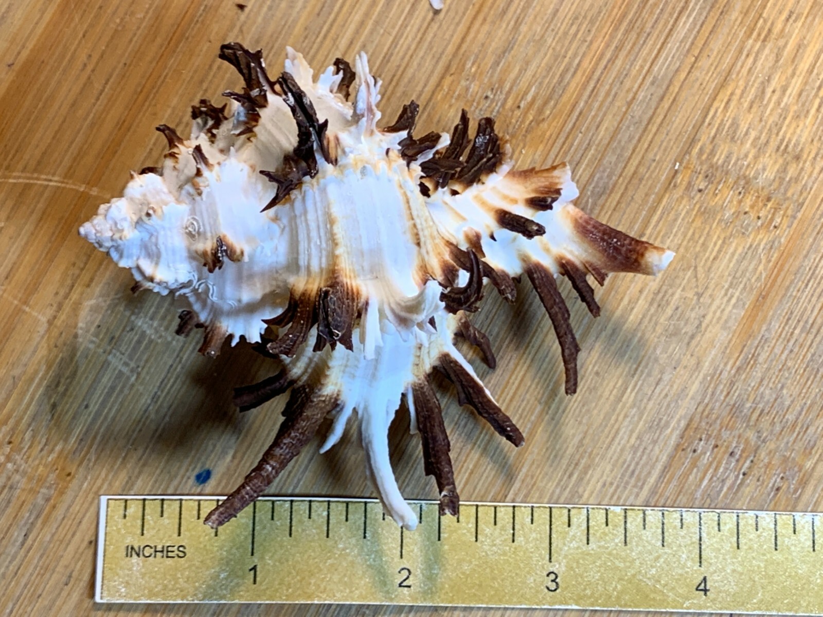 6 Large Long Spine Endive Murex Seashells Crafts Decor Shells Free Ship ...