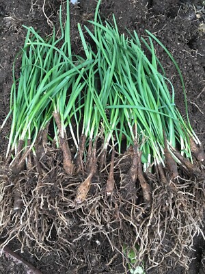 20 Organics Garlic Chives Live Plant Bare Roots Hardy Perennial Herb ...