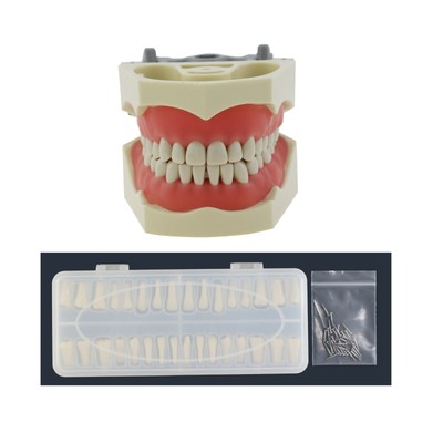 Other - Dentoform Typodont Dental Model